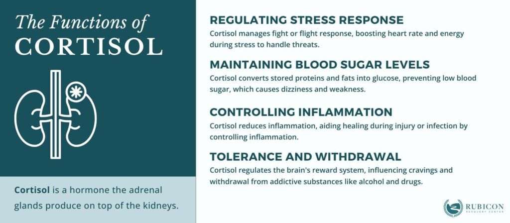 cortisol function during stress